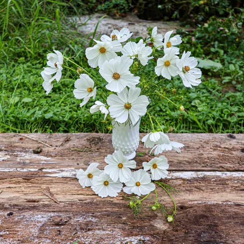 Purity Cosmos – Pinetree Garden Seeds