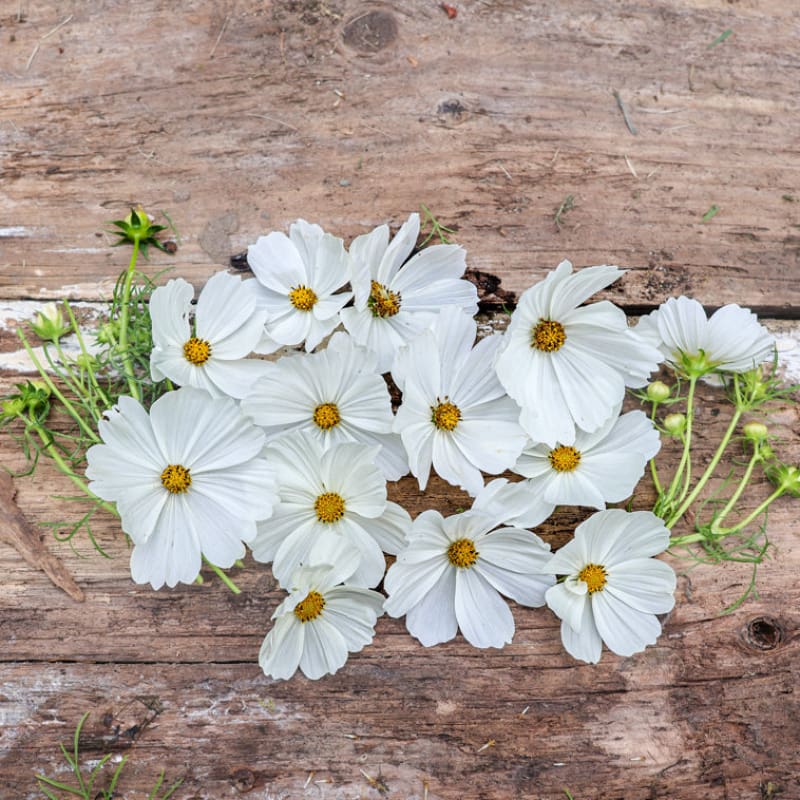 Purity Cosmos – Pinetree Garden Seeds