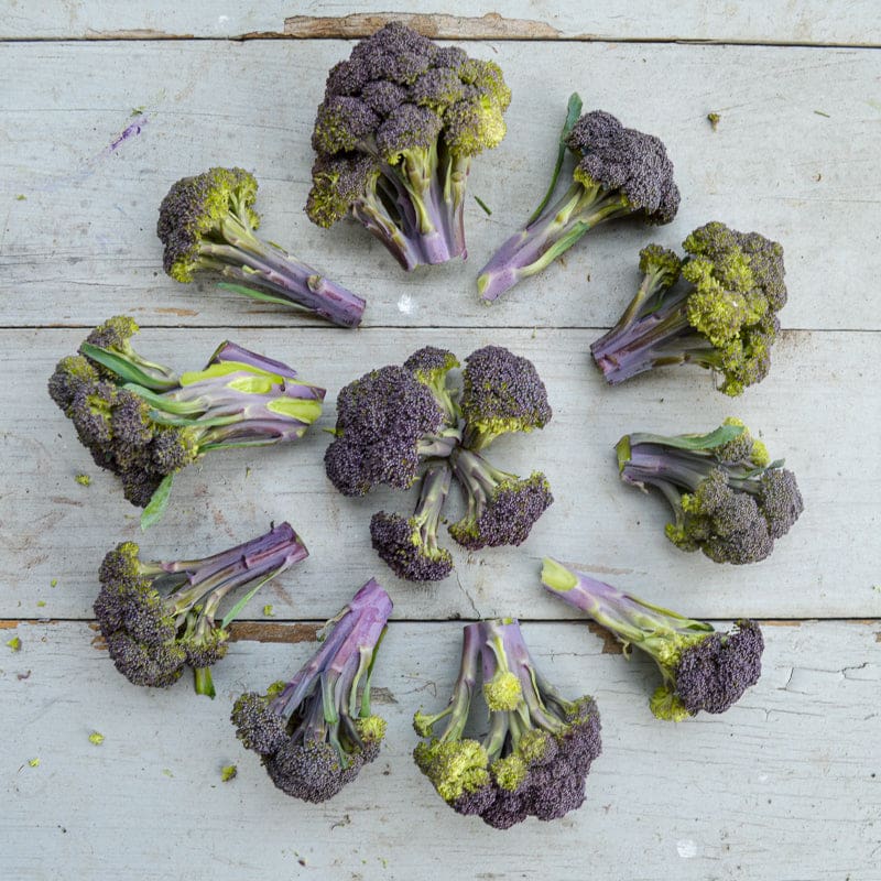 Purple Magic Broccoli (F1 Hybrid 62 Days) – Pinetree Garden Seeds