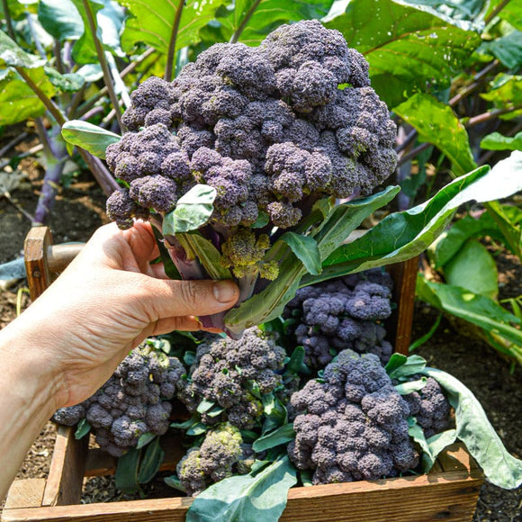 Purple Magic Broccoli (F1 Hybrid 62 Days) – Pinetree Garden Seeds