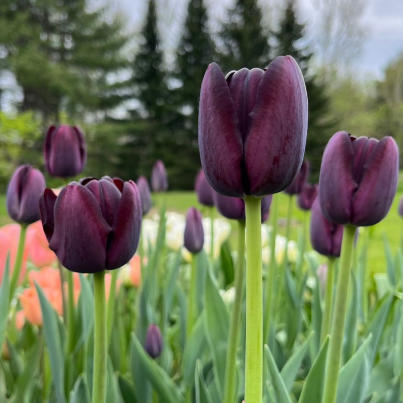 Queen of the Night Tulip – Pinetree Garden Seeds