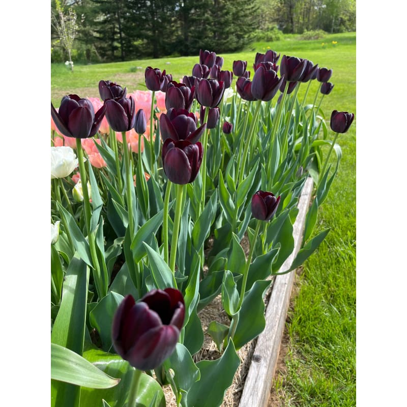 Queen of the Night Tulip – Pinetree Garden Seeds