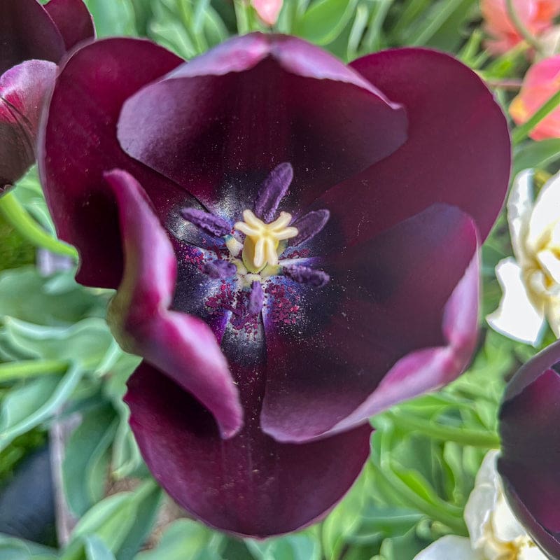 Queen of the Night Tulip – Pinetree Garden Seeds