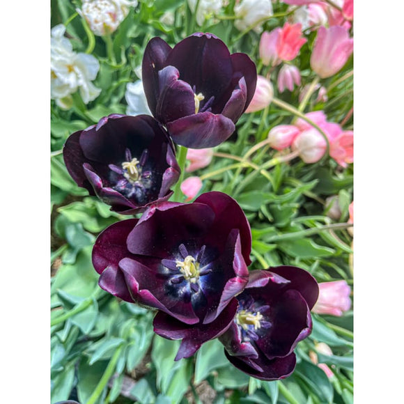 Queen of the Night Tulip – Pinetree Garden Seeds