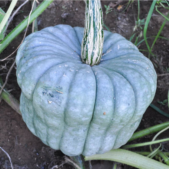 Queensland Blue Winter Squash (Heirloom, 105 Days) – Pinetree Garden Seeds