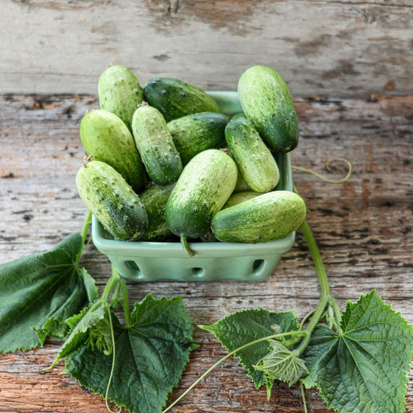 Quirk Cucumber (F1 Hybrid 52 Days) – Pinetree Garden Seeds