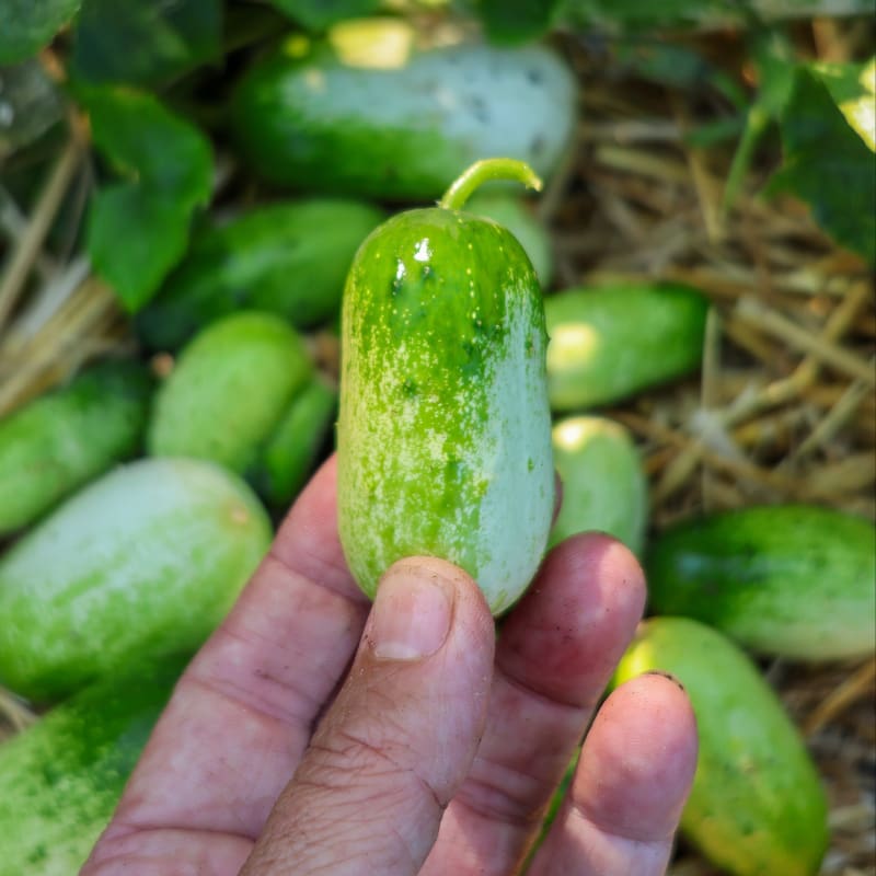 Quirk Cucumber (F1 Hybrid 52 Days) – Pinetree Garden Seeds