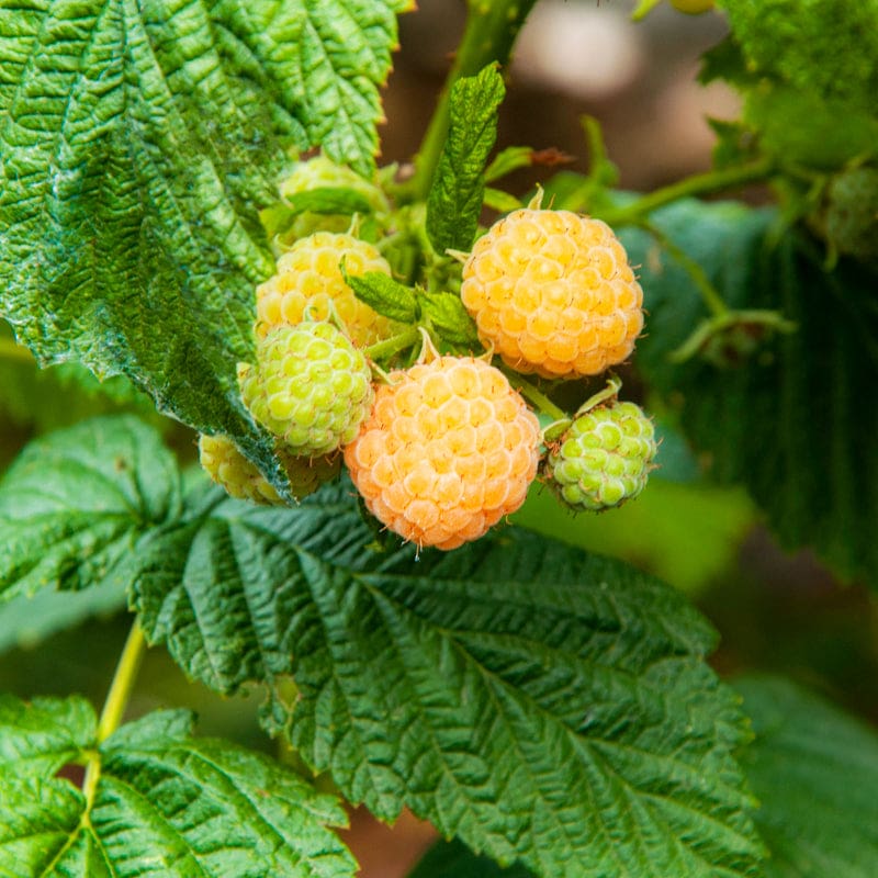 Raspberry 'Anne' – Pinetree Garden Seeds
