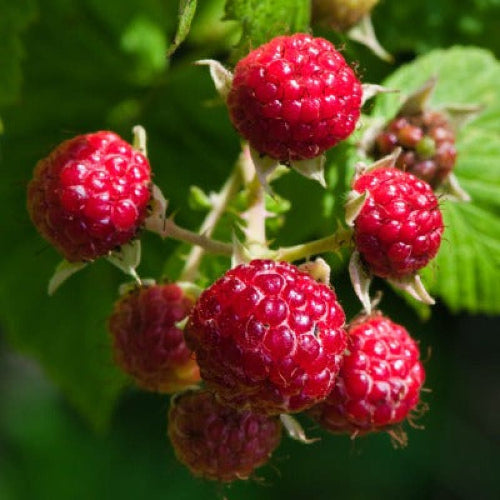 Raspberry 'Nova' – Pinetree Garden Seeds