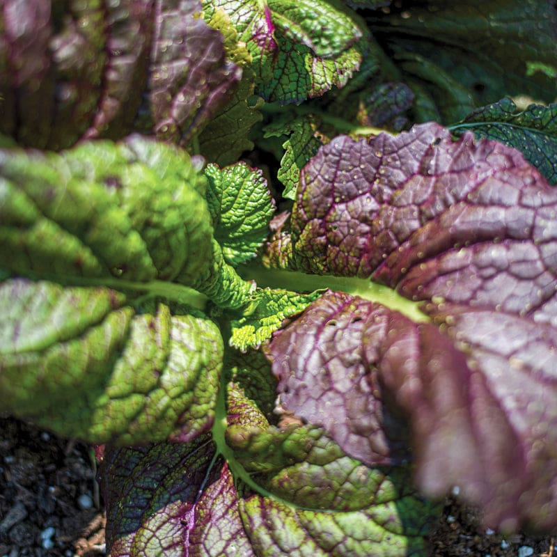 Red Giant Mustard (30 days) – Pinetree Garden Seeds