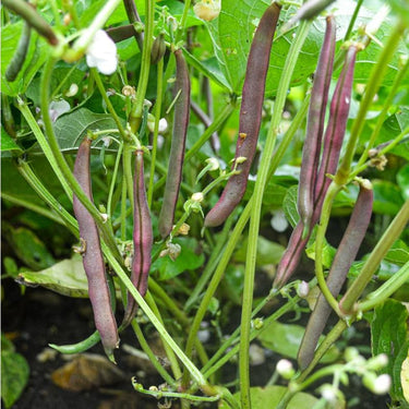 Red Swan Bush Bean (55 Days) – Pinetree Garden Seeds