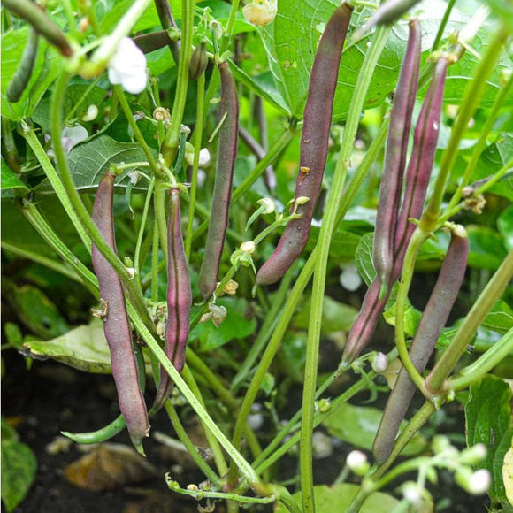 Red Swan Bush Bean (55 Days) – Pinetree Garden Seeds