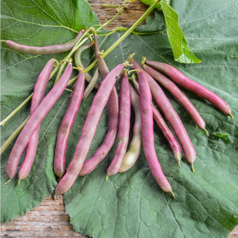 Red Swan Bush Bean (55 Days) – Pinetree Garden Seeds