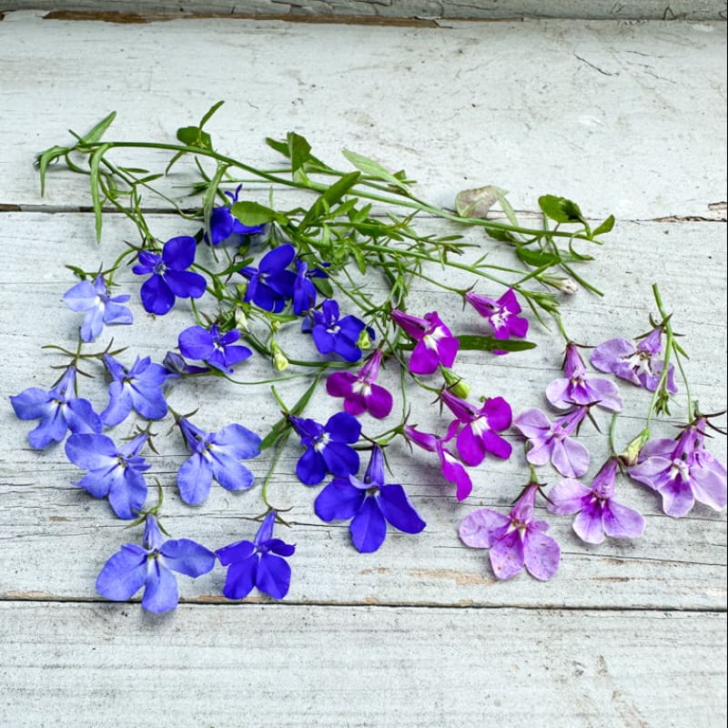 Regatta Mix Lobelia – Pinetree Garden Seeds