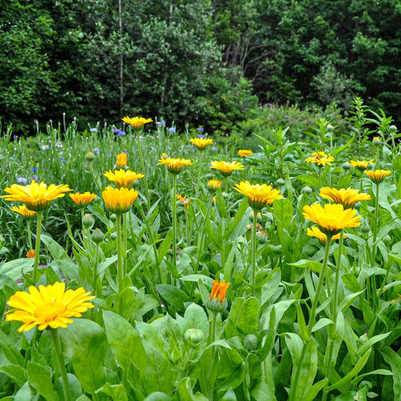 Resina Calendula (Organic) – Pinetree Garden Seeds