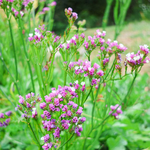 Statice – Pinetree Garden Seeds