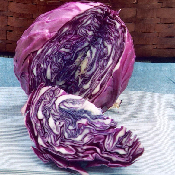 Ruby Perfection Cabbage (F1 Hybrid, 75 Days) – Pinetree Garden Seeds