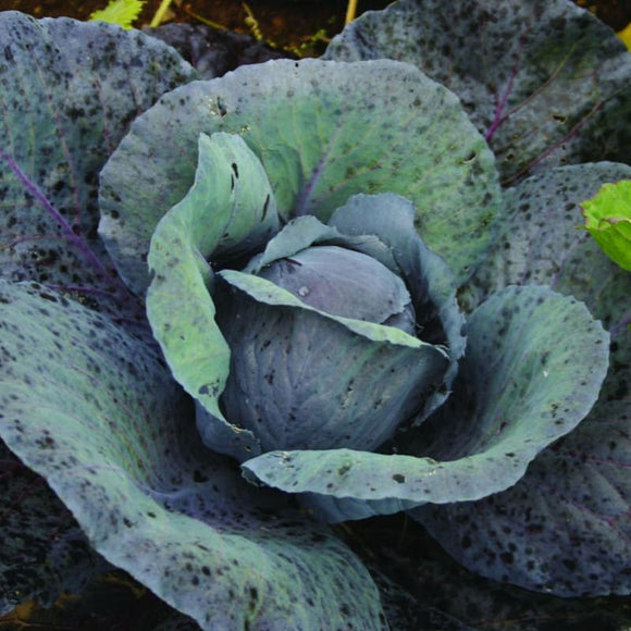 Ruby Perfection Cabbage (F1 Hybrid, 75 Days) – Pinetree Garden Seeds