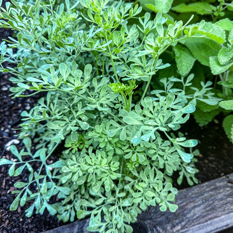 Rue – Pinetree Garden Seeds