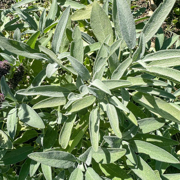 Sage – Pinetree Garden Seeds