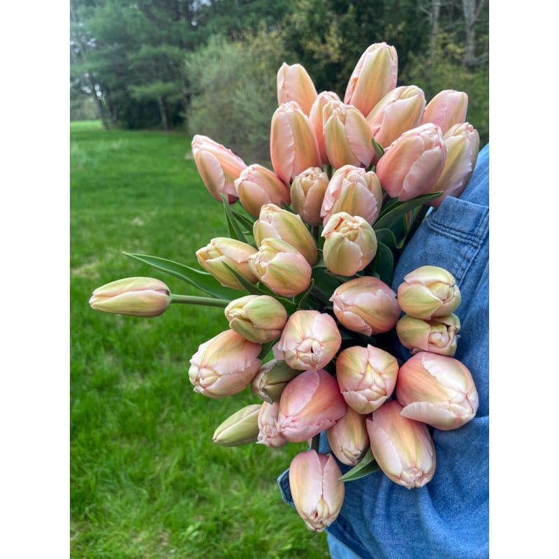 Salmon Impression Tulip – Pinetree Garden Seeds