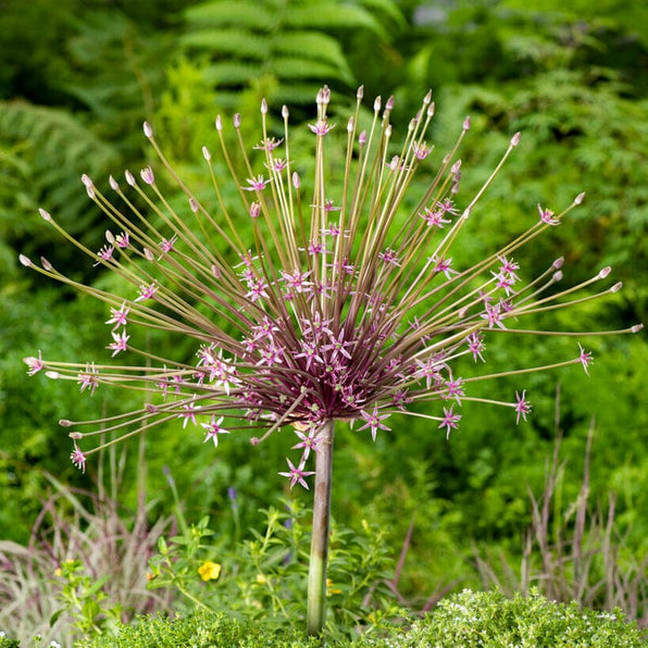 Alliums – Pinetree Garden Seeds