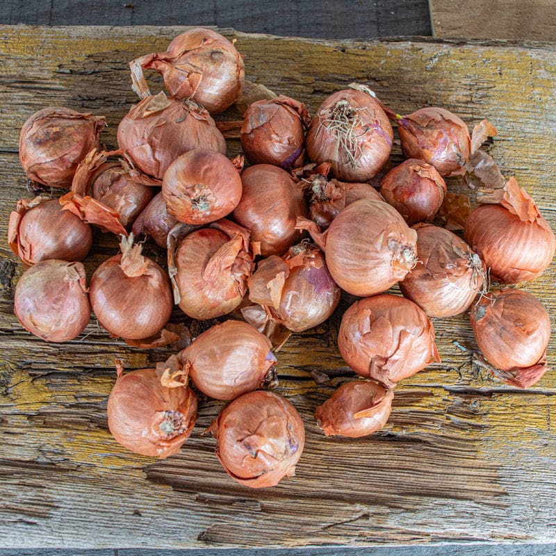 Shallot Sets 'Red Sun' – Pinetree Garden Seeds