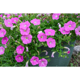 Shock Wave Pink Petunia (Petunia hybrida) – Pinetree Garden Seeds