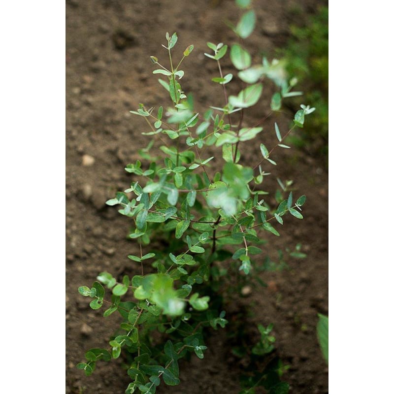 Silver Drop Eucalyptus – Pinetree Garden Seeds