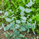 Silver Drop Eucalyptus – Pinetree Garden Seeds