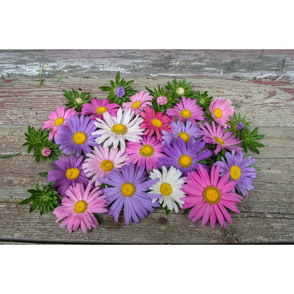 Single Rainbow Mix Aster – Pinetree Garden Seeds