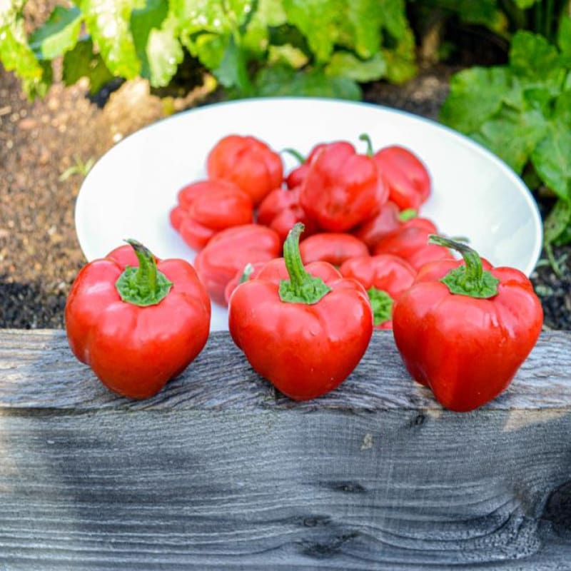Snackabelle Pepper (F1 Hybrid 60-75 Days) – Pinetree Garden Seeds