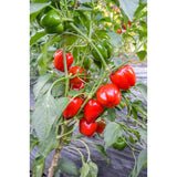 Snackabelle Pepper (F1 Hybrid 60-75 Days) – Pinetree Garden Seeds