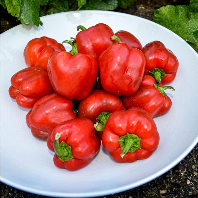Snackabelle Pepper (F1 Hybrid 60-75 Days) – Pinetree Garden Seeds