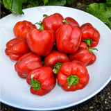 Snackabelle Pepper (F1 Hybrid 60-75 Days) – Pinetree Garden Seeds