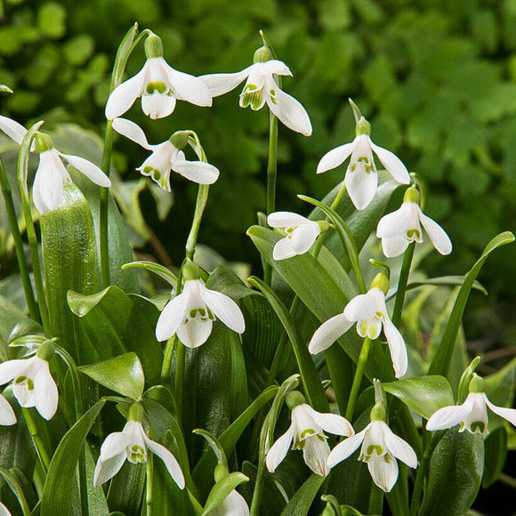 Snowdrops – Pinetree Garden Seeds