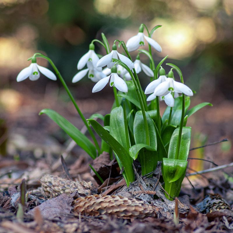 Snowdrops – Pinetree Garden Seeds