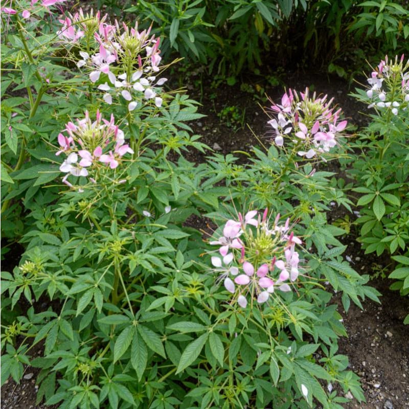 Sparkler Blush Cleome – Pinetree Garden Seeds
