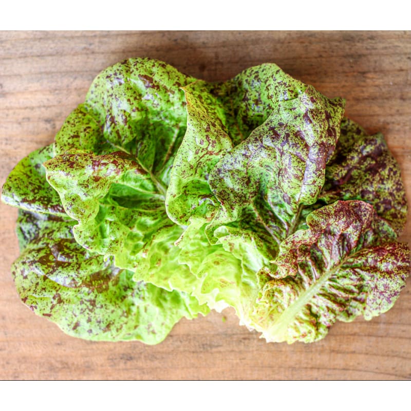 Speckled Butterhead Lettuce (Heirloom 55 days) Lactuca sativa ...