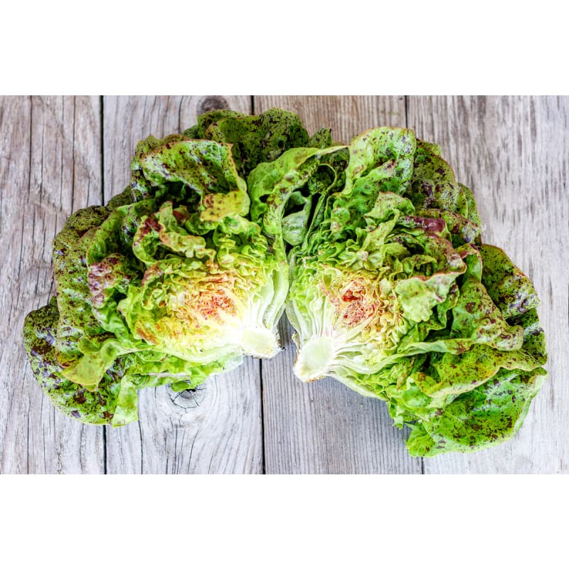 Speckled Butterhead Lettuce (Heirloom 55 days) Lactuca sativa ...