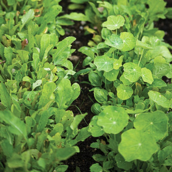 Spicy Italian Greens Mix (1oz) – Pinetree Garden Seeds