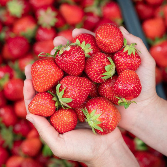 Strawberry 'Earliglow' – Pinetree Garden Seeds