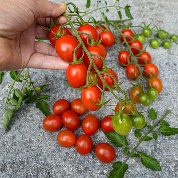 Sugar Rush Tomato (F1 Hybrid 55 Days) – Pinetree Garden Seeds