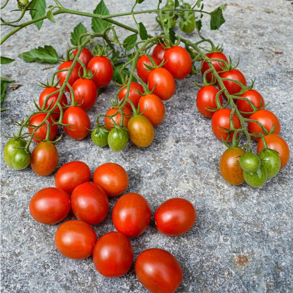 Sugar Rush Tomato (F1 Hybrid 55 Days) – Pinetree Garden Seeds