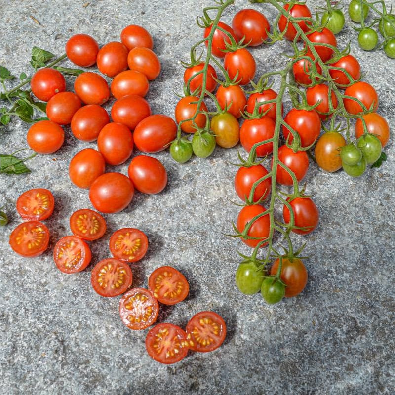 Sugar Rush Tomato (F1 Hybrid 55 Days) – Pinetree Garden Seeds