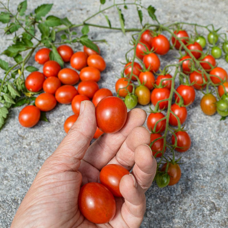 Sugar Rush Tomato (F1 Hybrid 55 Days) – Pinetree Garden Seeds