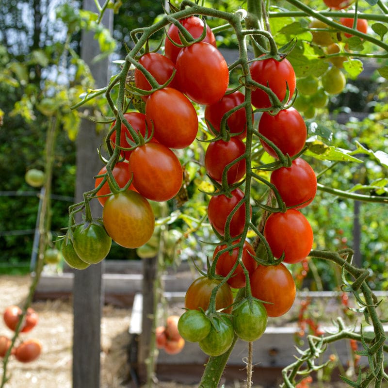 Sugar Rush Tomato (F1 Hybrid 55 Days) – Pinetree Garden Seeds