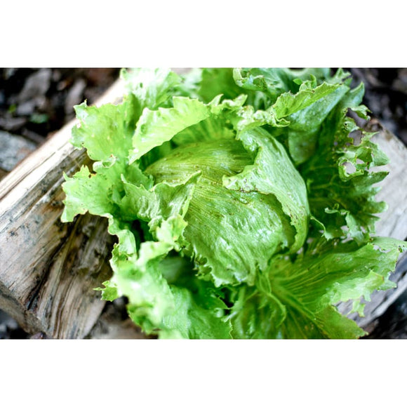 Summertime Lettuce (68 Days) – Pinetree Garden Seeds