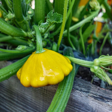 Sunburst Scallop Summer Squash (F1 Hybrid 50 Days) – Pinetree Garden Seeds