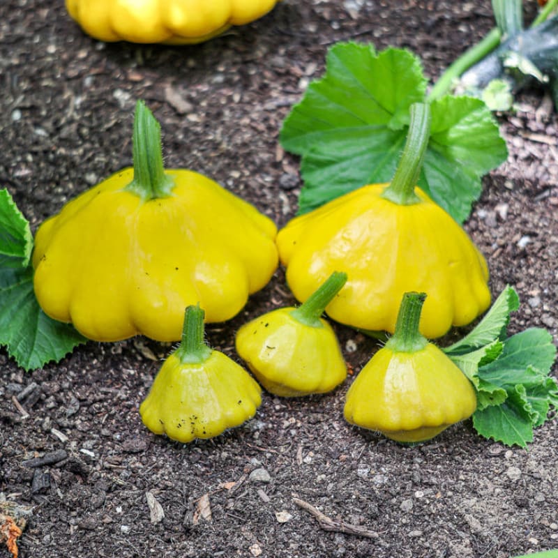 Sunburst Scallop Summer Squash (F1 Hybrid 50 Days) – Pinetree Garden Seeds